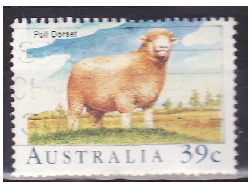 Australija - ovca