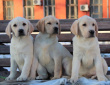 Labrador i Zlatni Retriver štenci