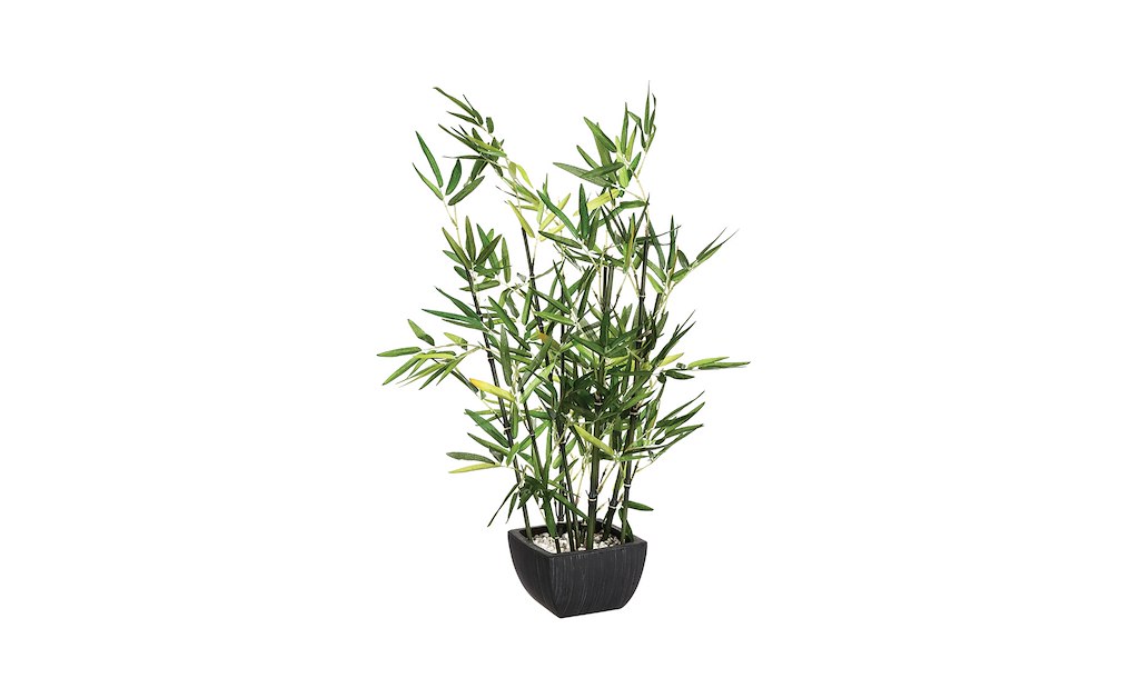 Biljka u saksiji Bamboo 70cm