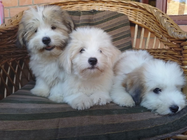 Štenci COTON DE TULEAR