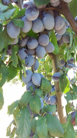 Vocne sadnice - Sorte voća za organsku proizvodnju