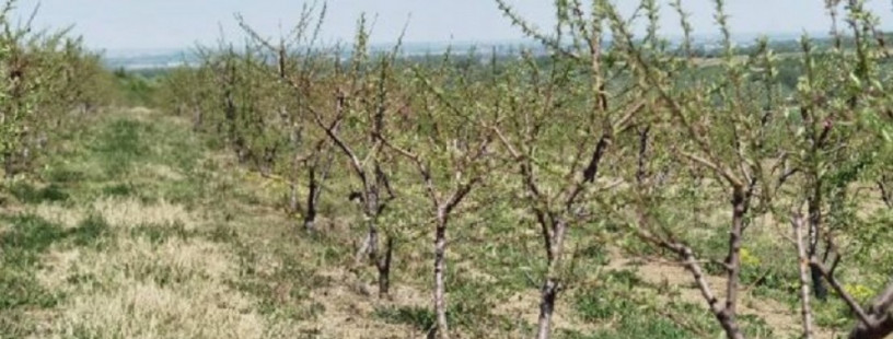 Vocnjak i vinograd u Banostoru-Fruska Gora