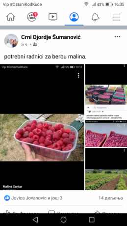 Potrebna radna snaga za berbu malina