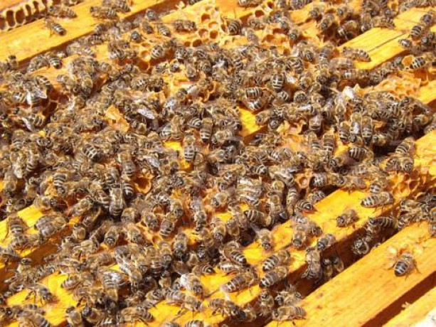 Rojevi pčela i društva