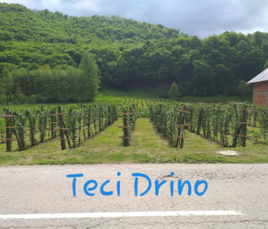 Domace vino od kupina