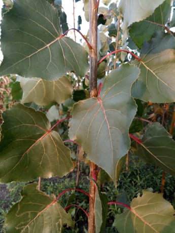 Prodaja sadnica topole