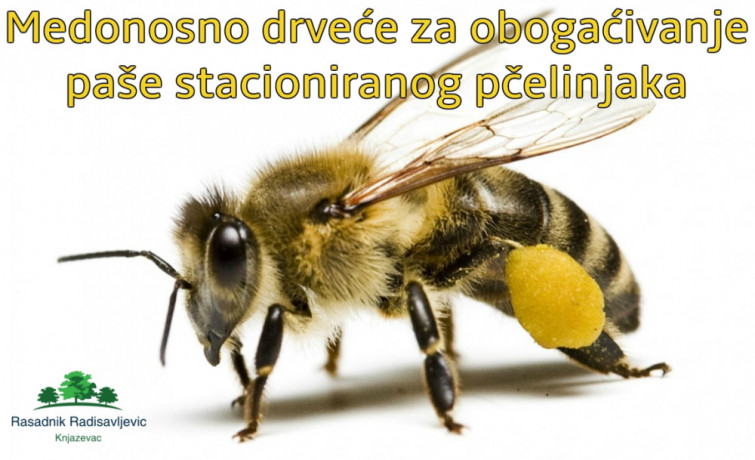 Sadnice egzoticnog voca i medonosnog drveca