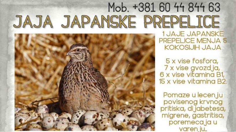 Jaja japanskih prepelica (oplodjena)