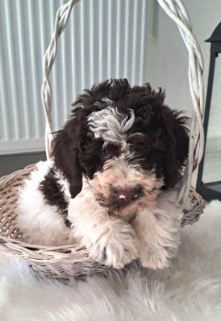 Lagotto Romagnolo štenci