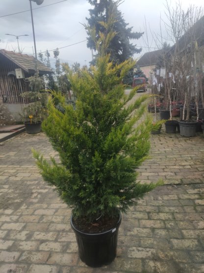 Cupressocyparis leylandii-lejlandi 170-190cm