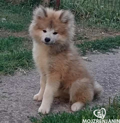 Akita Inu štenci