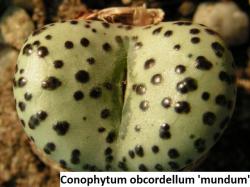 Conophytum obcordellum mundum - 10 semenki