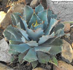 Agave guadalajarana - 10 semenki