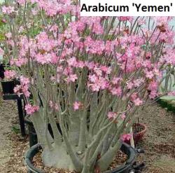 Adenium arabicum /Yemen/ - 5 semenki