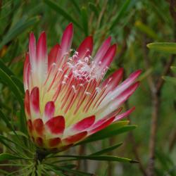 Protea repens - 5 semenki