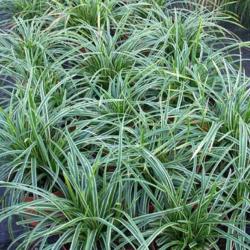 Carex trava morrowii variegata