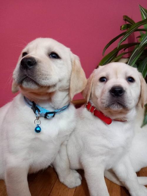 Labrador retriver štenci