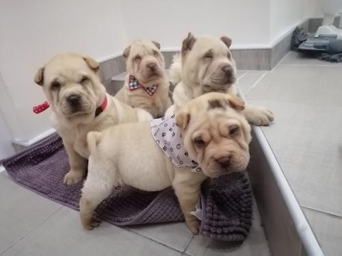 Shar Pei štenci