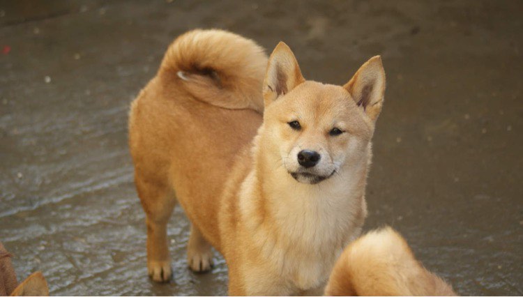 Shiba inu