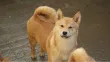 Shiba inu