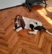 Basset Hound muško štene