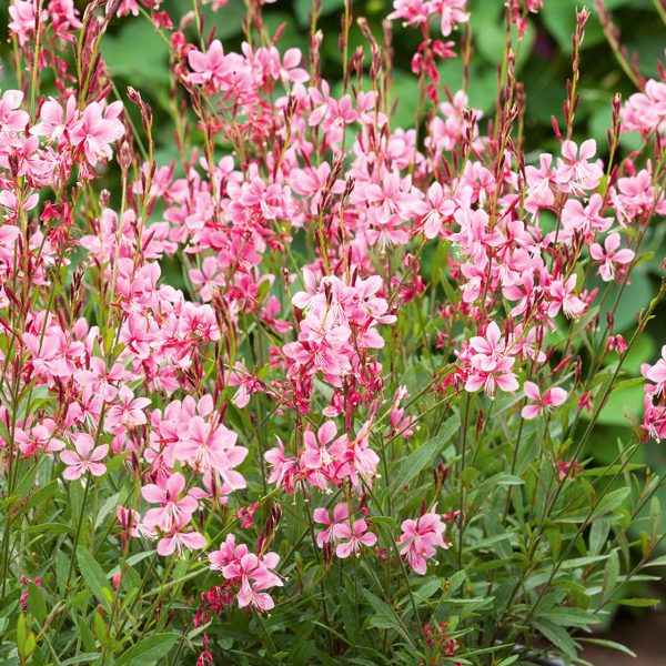 Gaura lindheimeri ‘Emmeline Pink Bouquet’