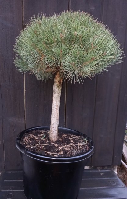 Patuljasti Beli Bor Pinus sylvestris Watereri