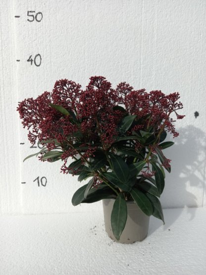 Skimmia japonica ‘Rubella’-Skimija