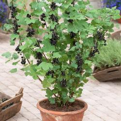 Crna ribizla - Black Currant (50 semenki) Ribes nigrum