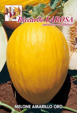 Melone Amarillo Oro