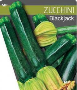 Blackjack-cucurbita pepo