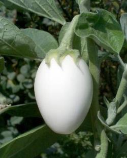 Solanum melongena-biljno jaje