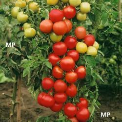 Moneymaker Tomato