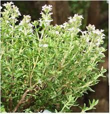 timijan( tymus vulgaris ) vrlo lekovita biljka najbolja za prehlade