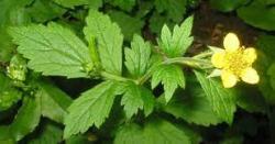 geum urbanum(zečpja stopa,blaženak)