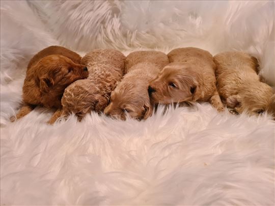 štene Labradoodle