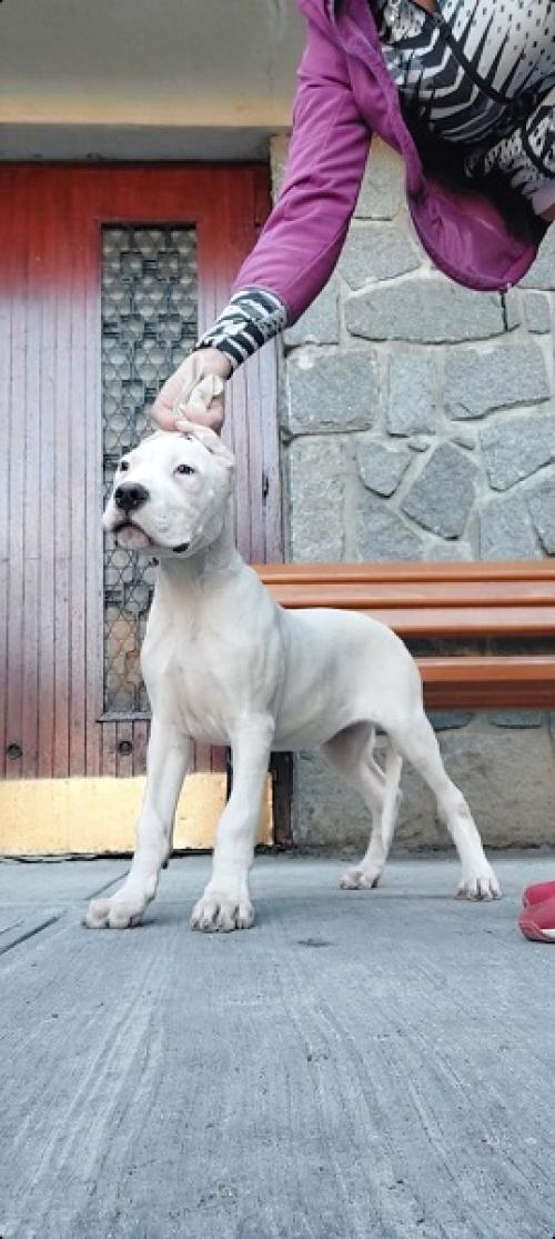 Dogo argentino štenci