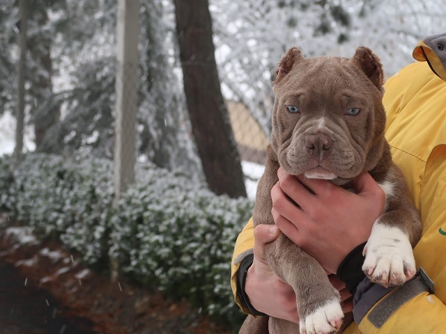 Micro American Bully