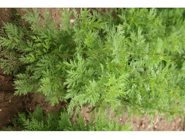 Slatki pelin - Artemisia annua