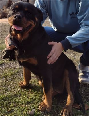 Rotvajler zenka na poklon Rottweiler zenka