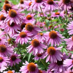 Ehinacea purpurea širokolisna purpurna organsko seme domaće