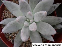 Echeveria haagai /tolimanensis/ - 20 semenki