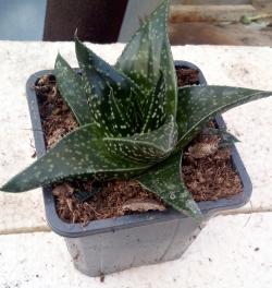 Aloe cv. cha-cha