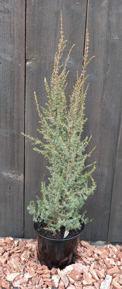 Juniperus communis “Gold cone”-Piramidalna kleka