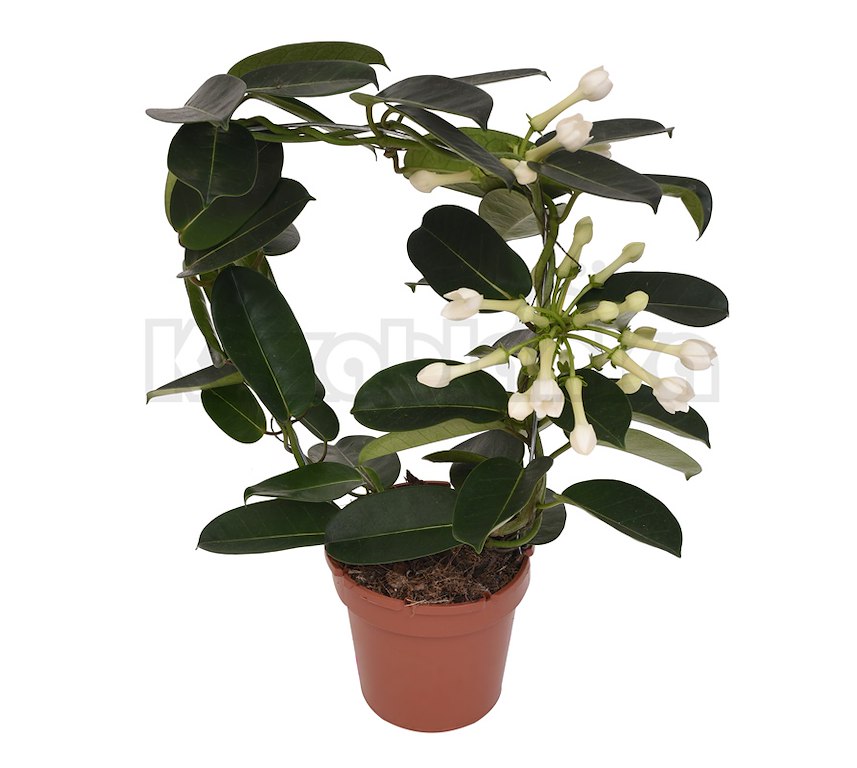 Stephanotis