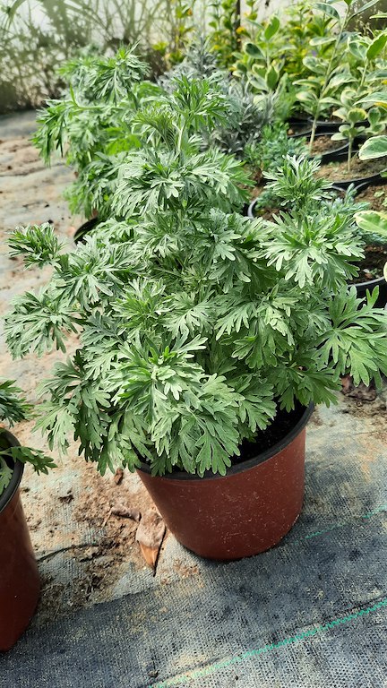 Artemisia absinthium- Gorki pelin 2l