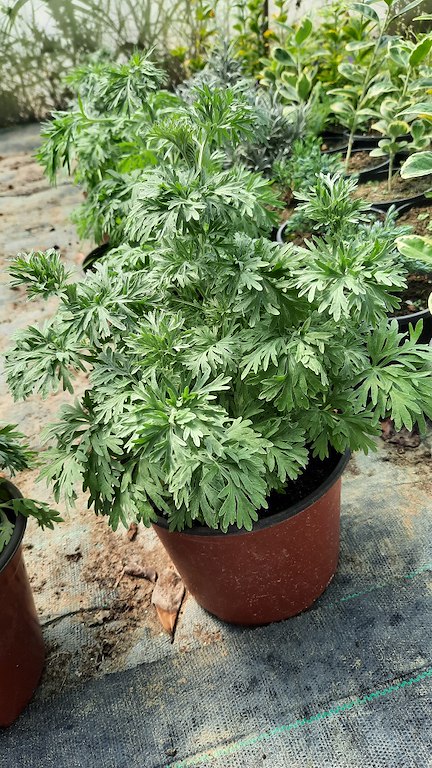 Artemisia absinthium- Gorki pelin