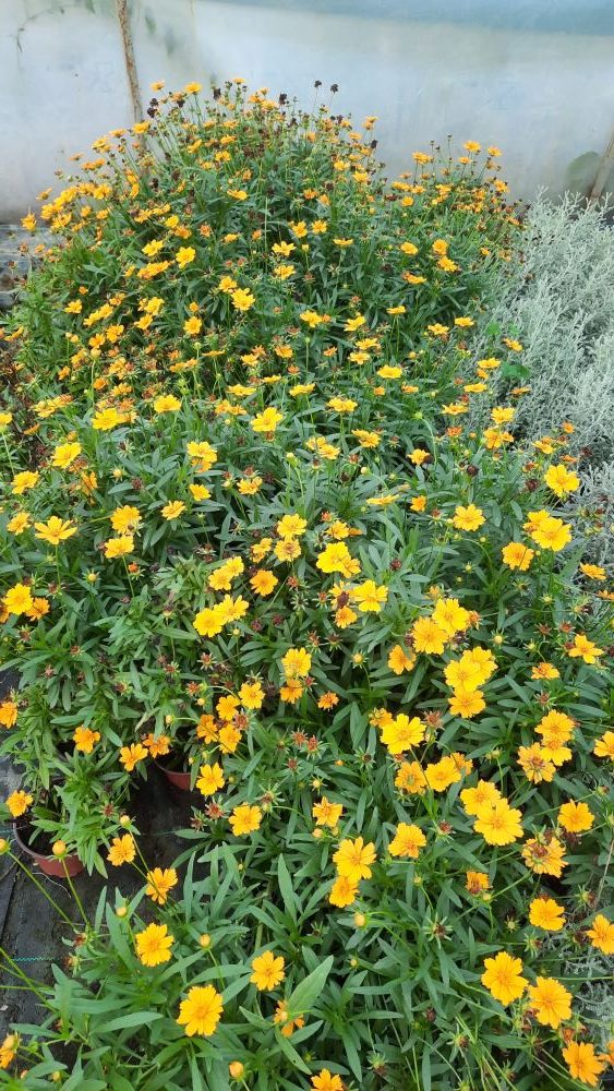 Coreopsis lanceolata