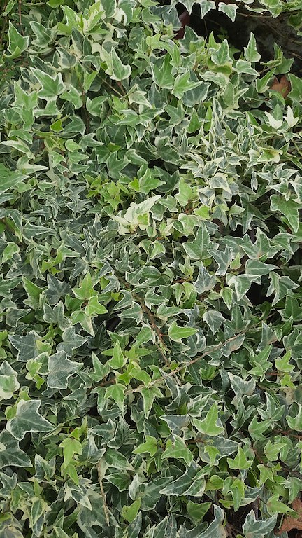 Hedera helix ‘Eva’ 1,5l