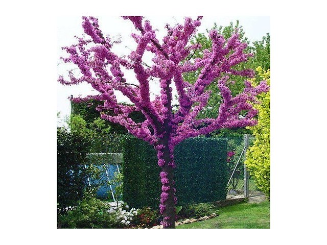 Judino drvo - Cercis Siliquastrum (50 semenki)